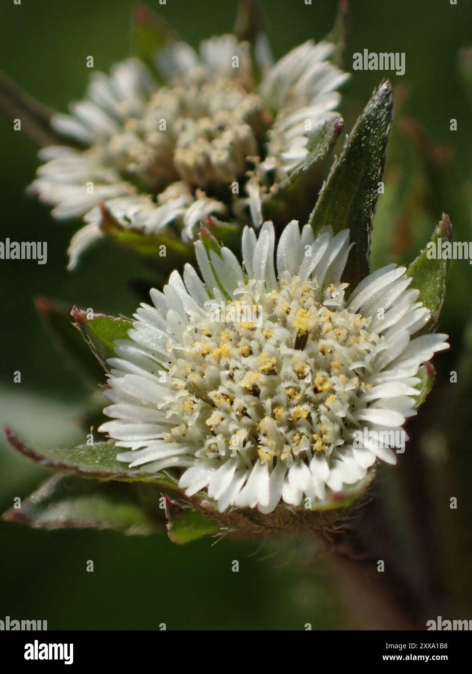 false daisy (Eclipta prostrata) Plantae Stock Photo - Alamy