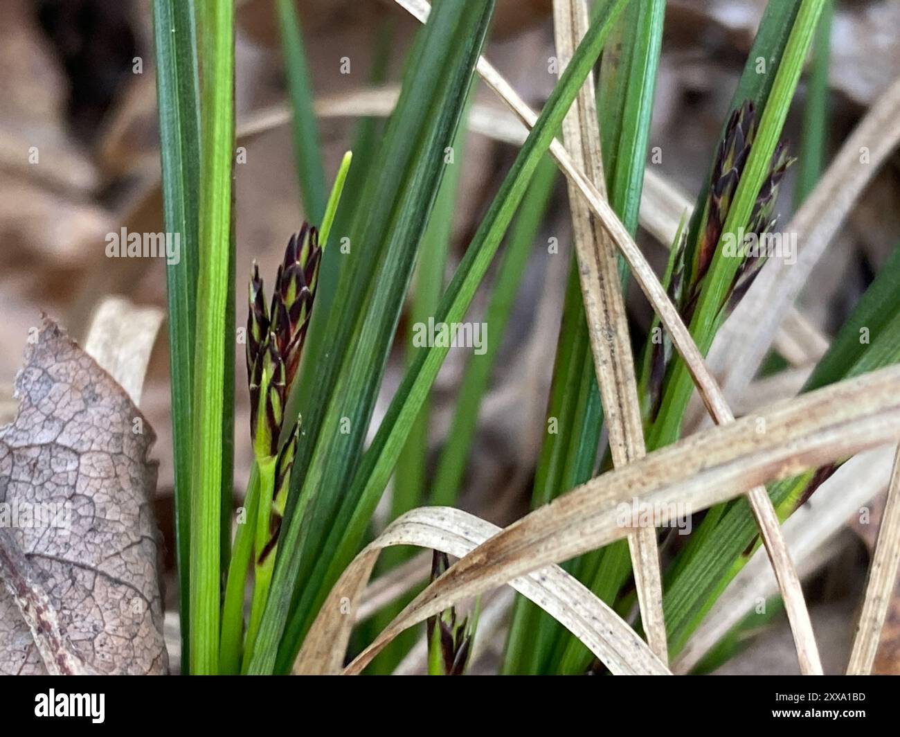 Black-edge Sedge (Carex nigromarginata) Plantae Stock Photo - Alamy
