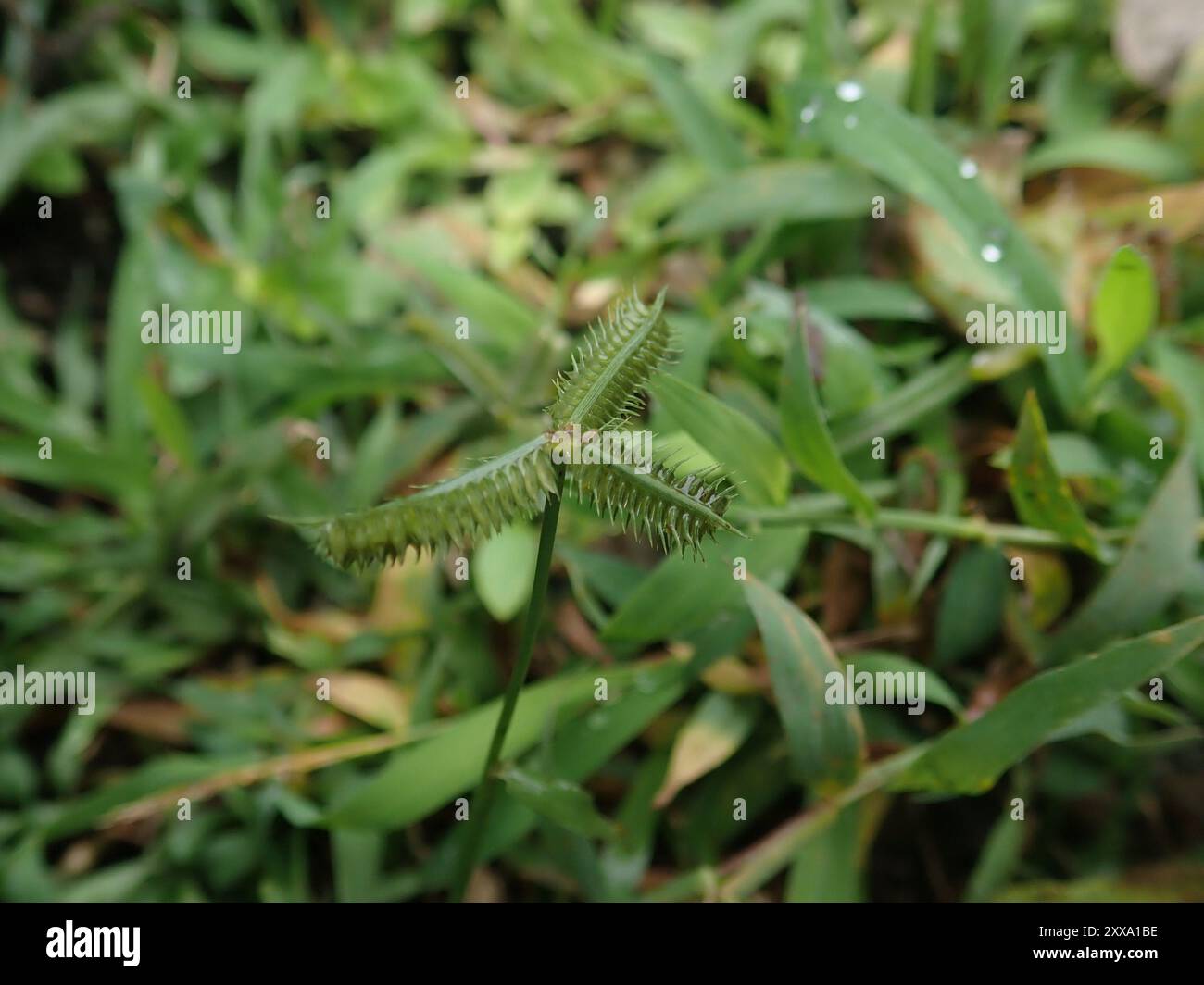 Durban Crowfoot (Dactyloctenium aegyptium) Plantae Stock Photo - Alamy
