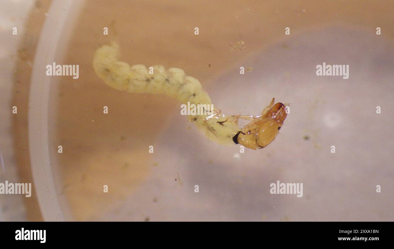 Little Black Caddisflies (Chimarra) Insecta Stock Photo - Alamy