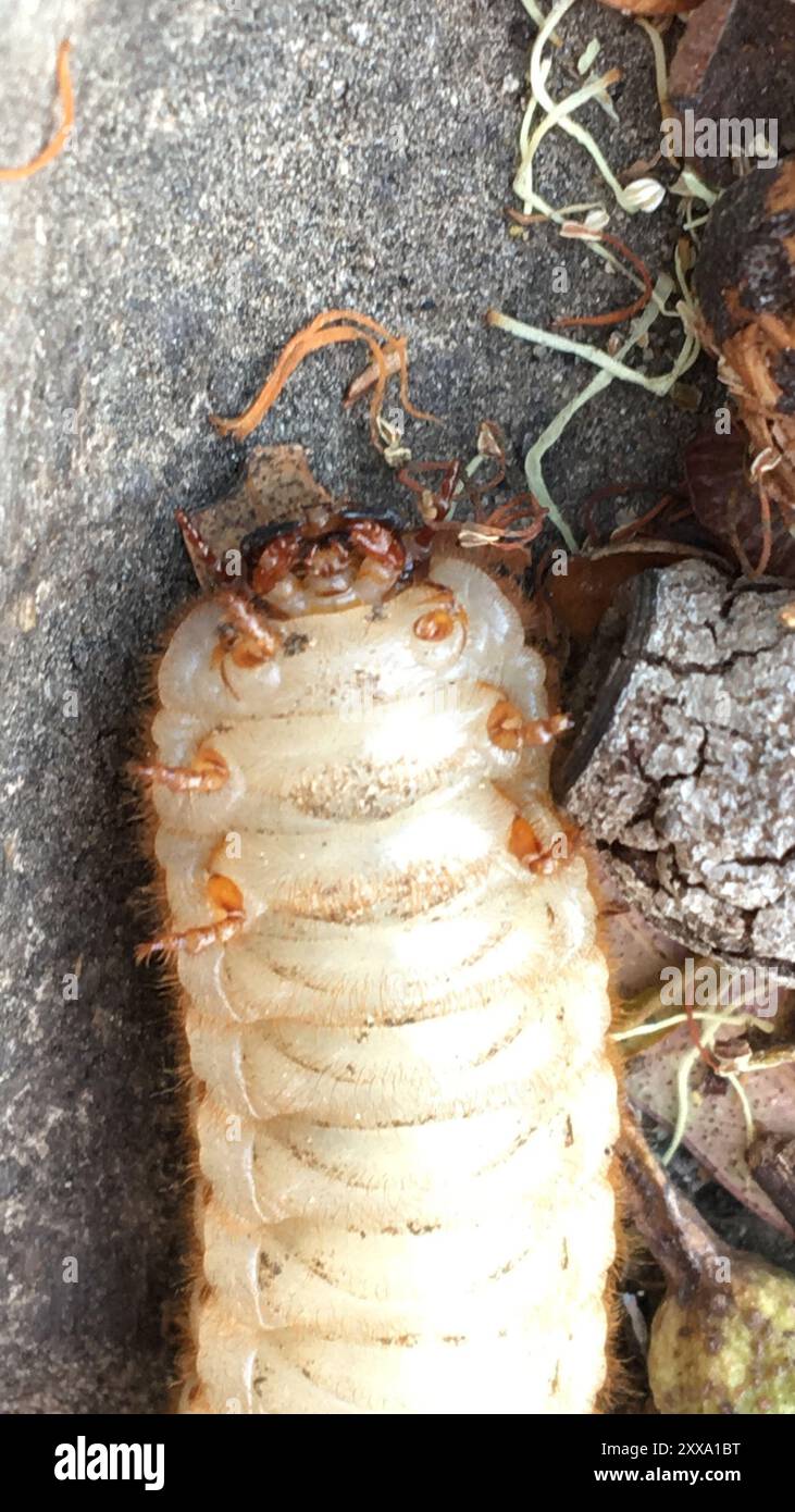Figeater Beetle (Cotinis mutabilis) Insecta Stock Photo - Alamy