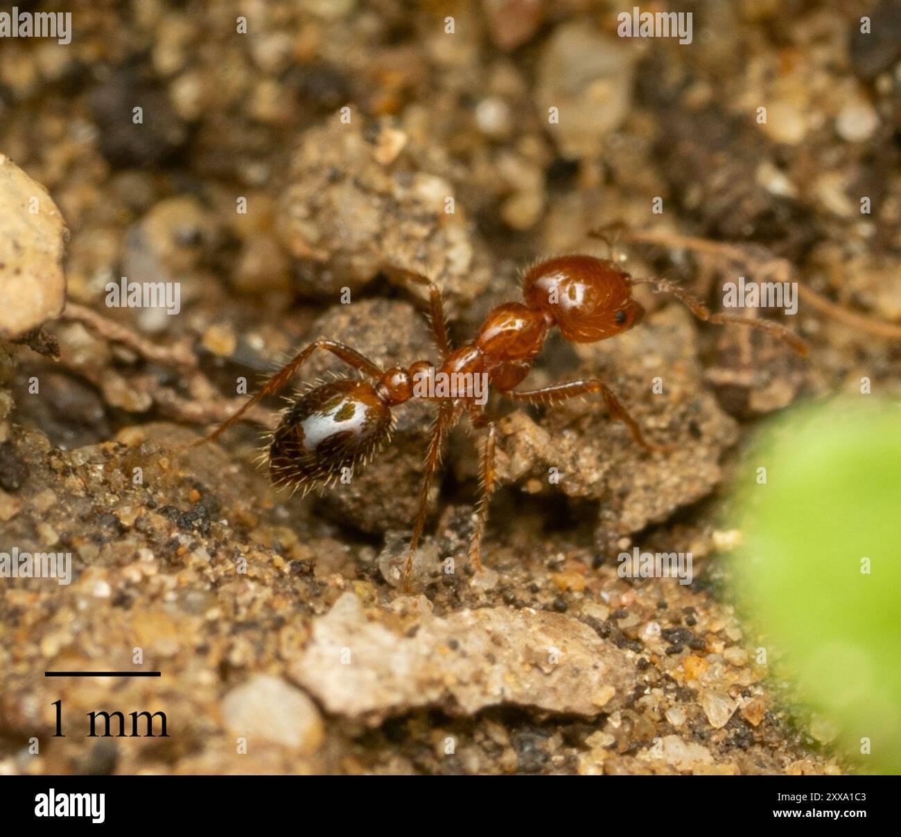 Southern Fire Ant (Solenopsis xyloni) Insecta Stock Photo - Alamy