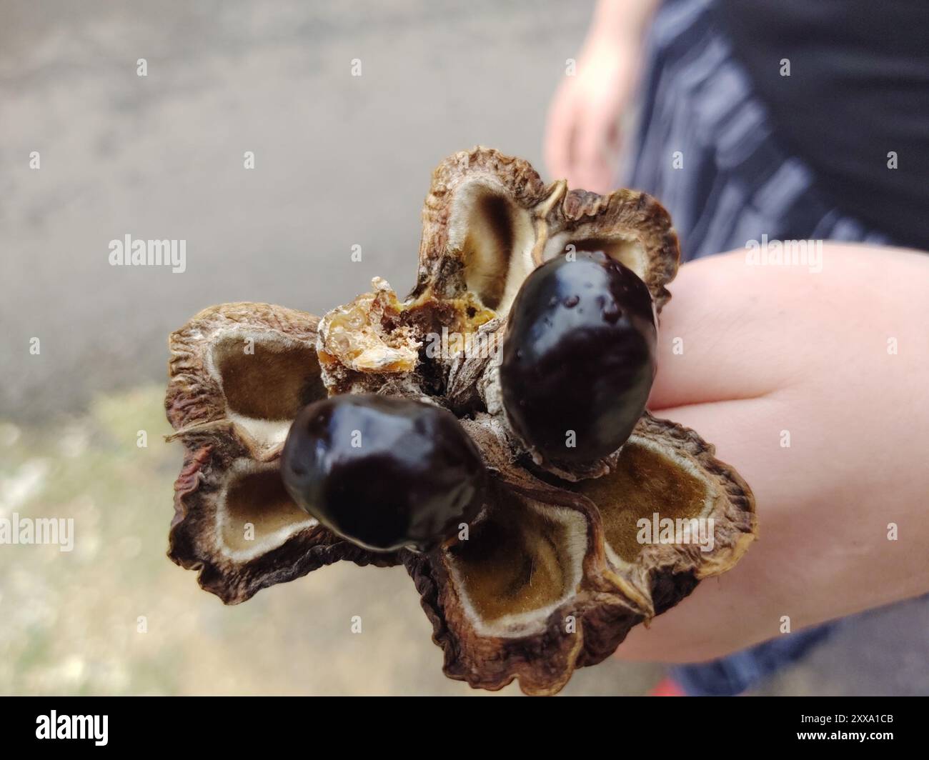 Ackee (Blighia sapida) Plantae Stock Photo - Alamy
