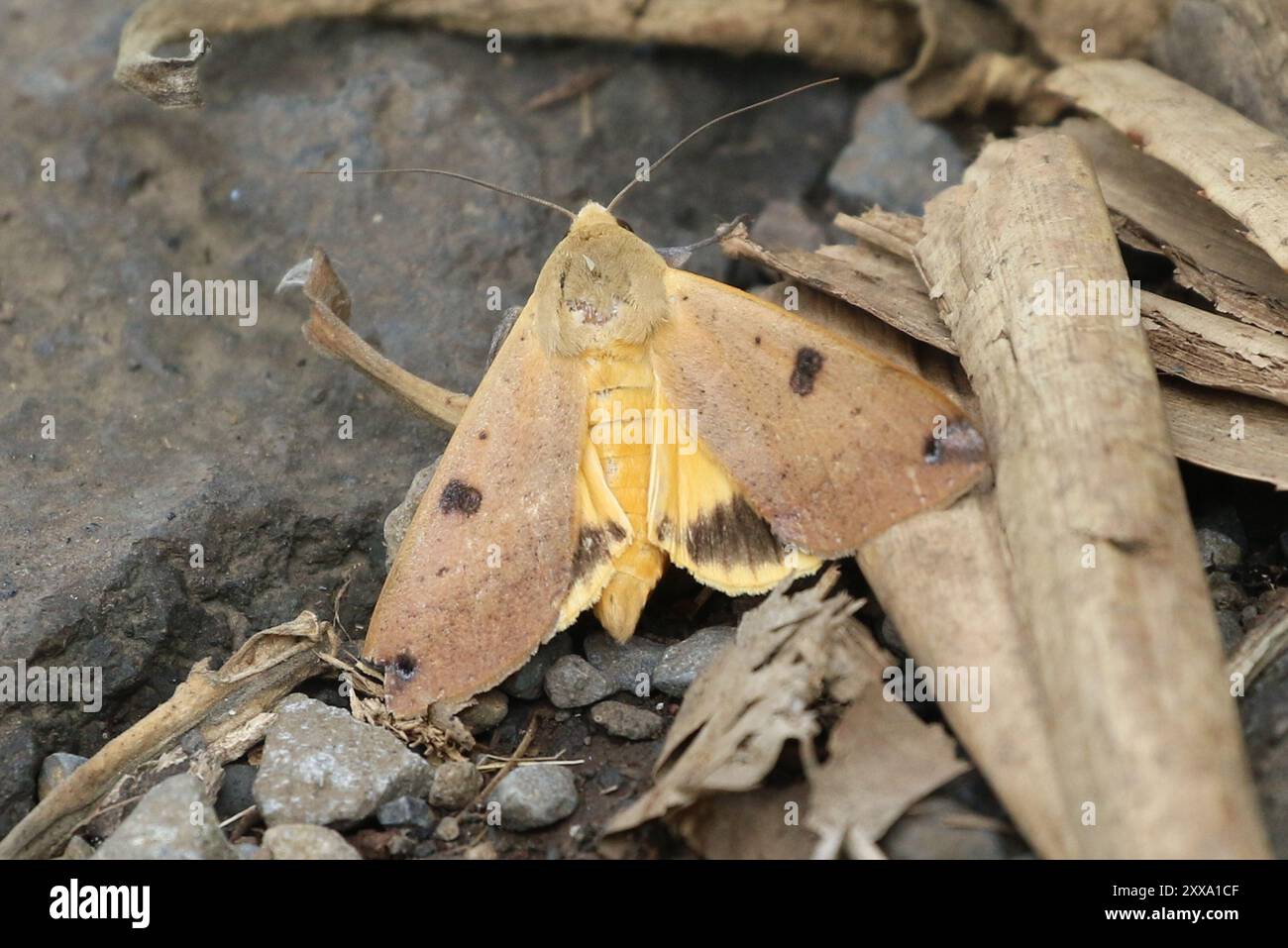 Guava Moth (Ophiusa disjungens) Insecta Stock Photo - Alamy