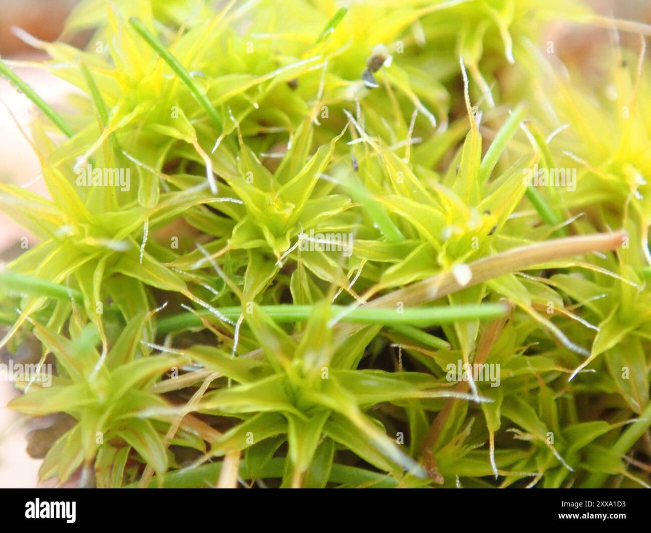 Brown Screw-moss (Syntrichia princeps) Plantae Stock Photo - Alamy