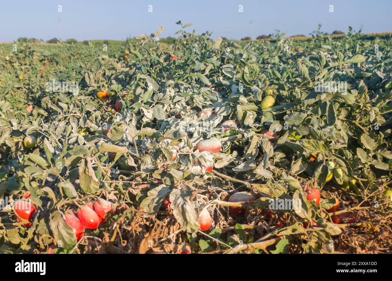 Sulfur powdered over tomato plants. Organic way to prevent pests and ...