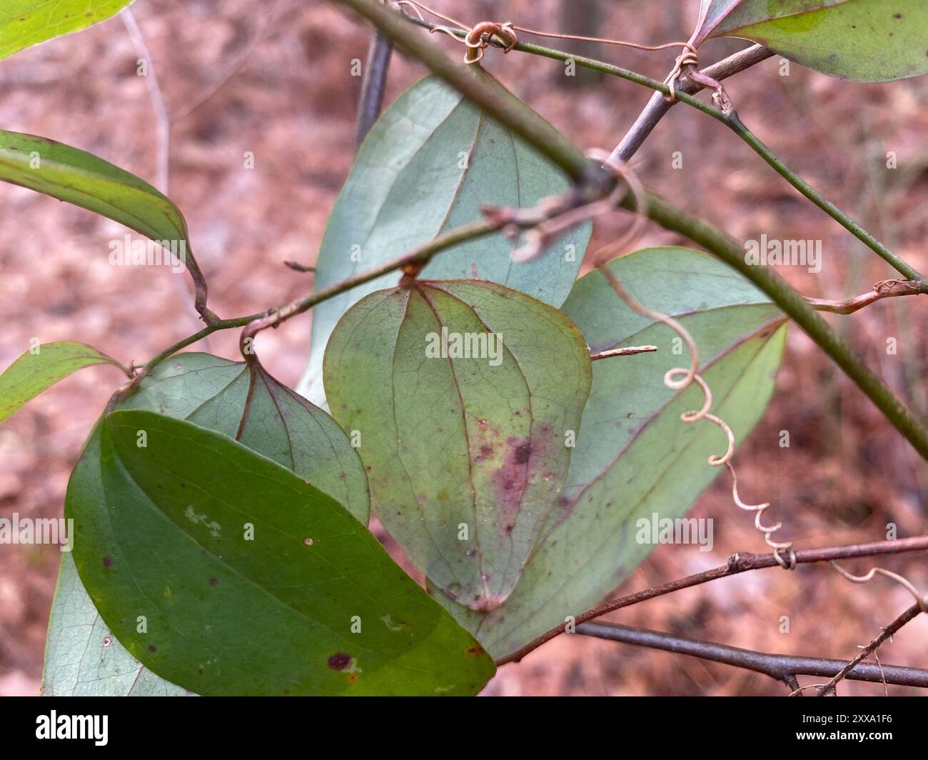 sawbrier (Smilax glauca) Plantae Stock Photo - Alamy