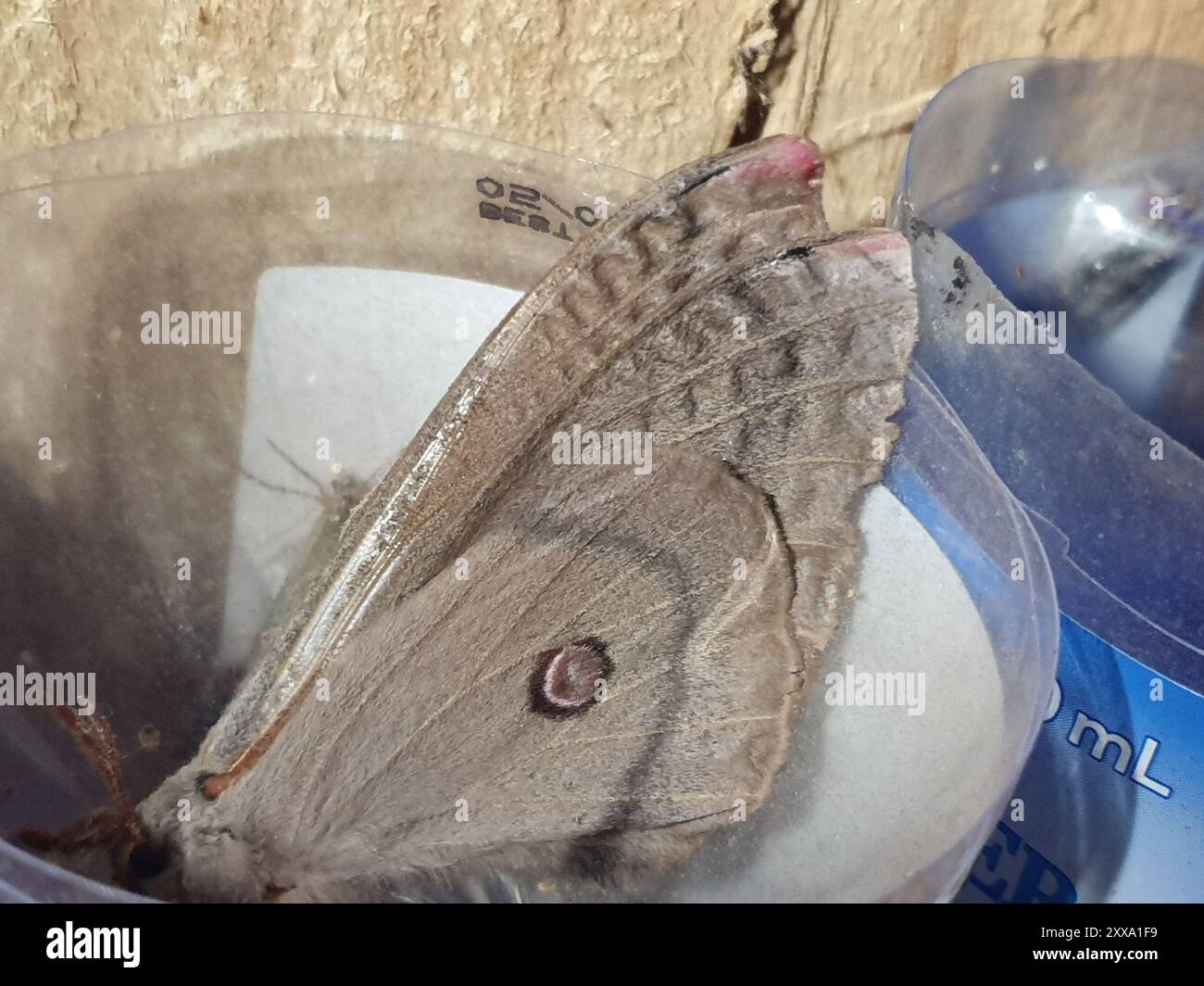 Emperor Gum Moth (Opodiphthera eucalypti) Insecta Stock Photo - Alamy