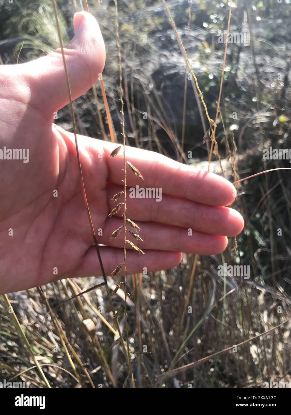 Sideoats Grama (Bouteloua curtipendula) Plantae Stock Photo - Alamy