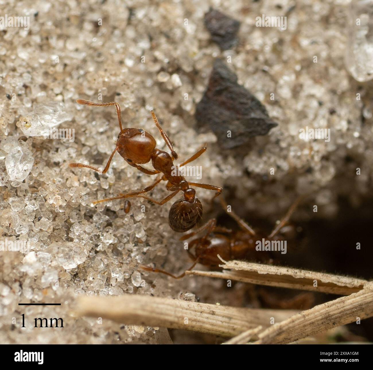 Red Imported Fire Ant (Solenopsis invicta) Insecta Stock Photo - Alamy