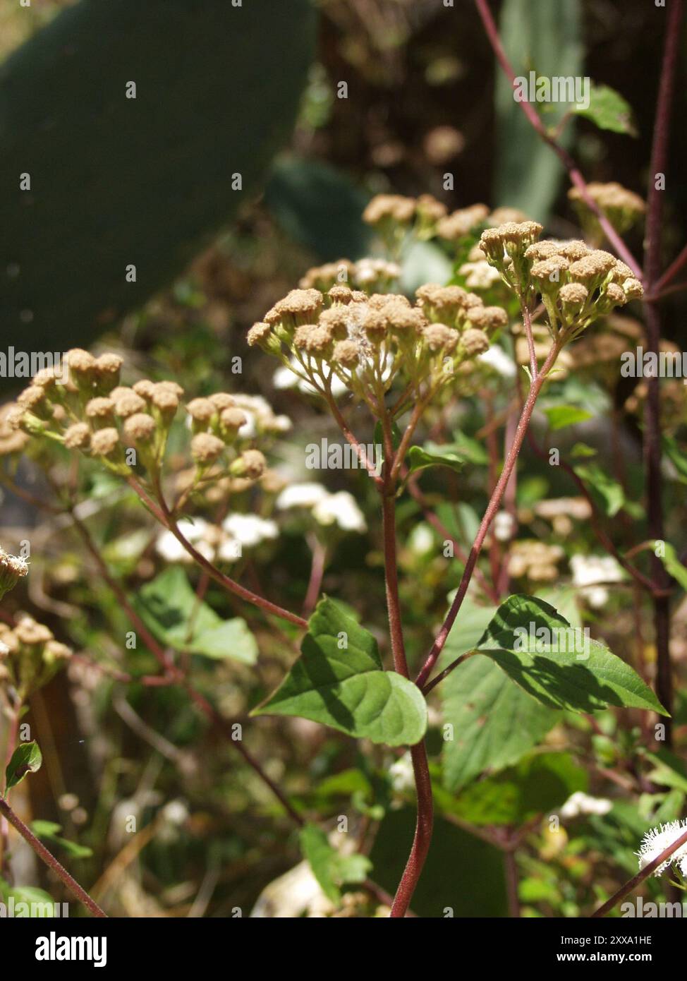 Crofton Weed (Ageratina adenophora) Plantae Stock Photo - Alamy