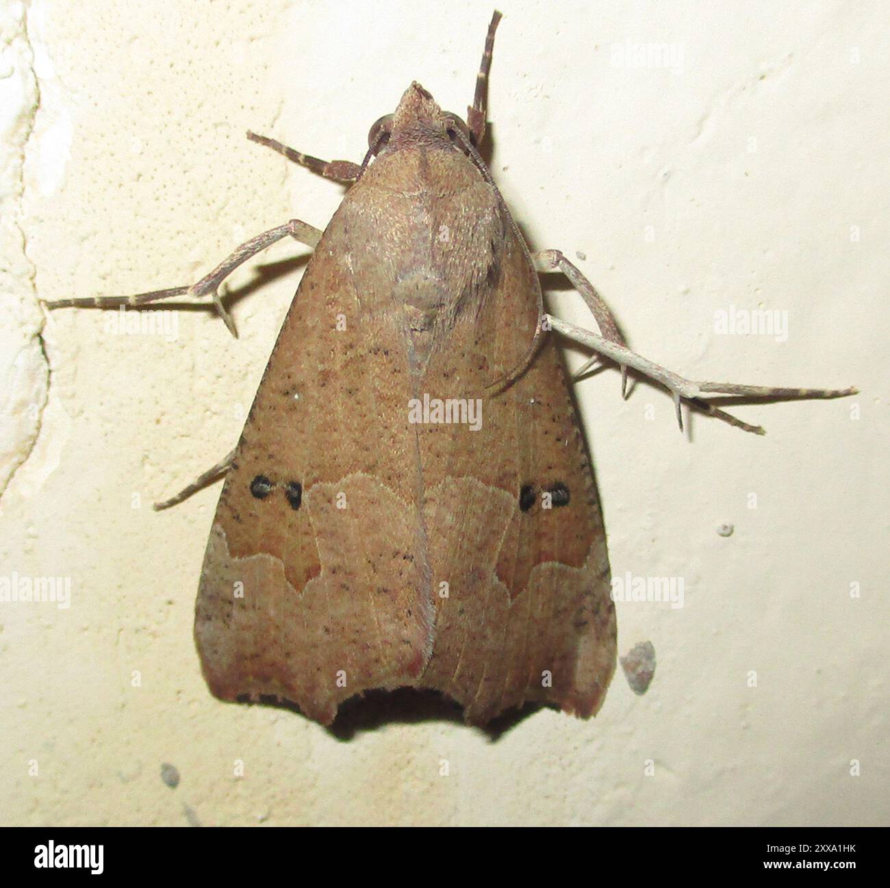 Angled Gem (Anomis sabulifera) Insecta Stock Photo - Alamy