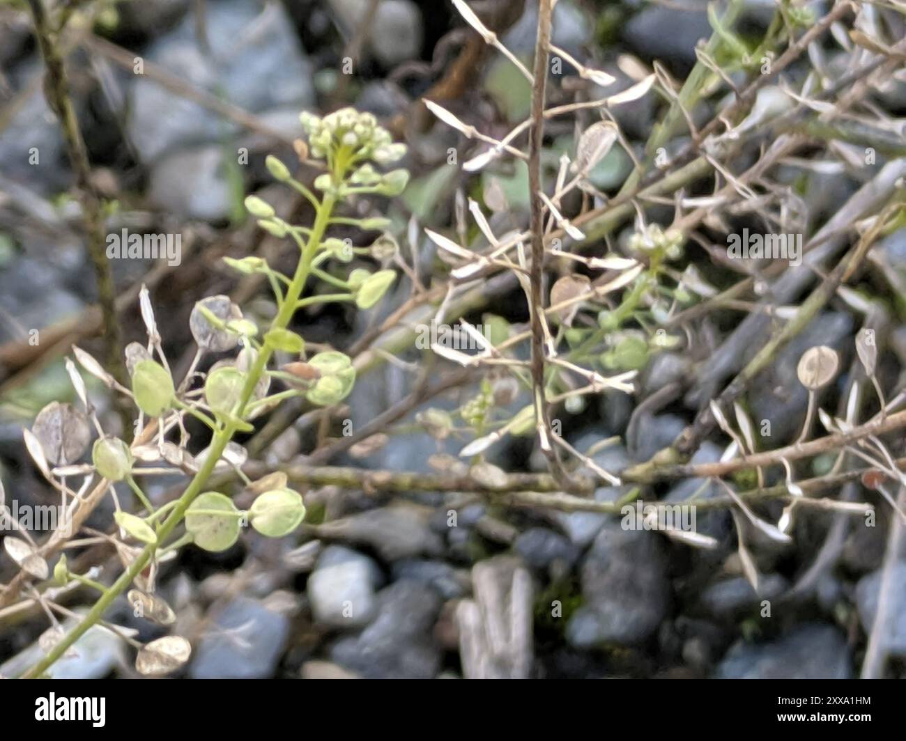 Virginia pepperweed (Lepidium virginicum) Plantae Stock Photo - Alamy