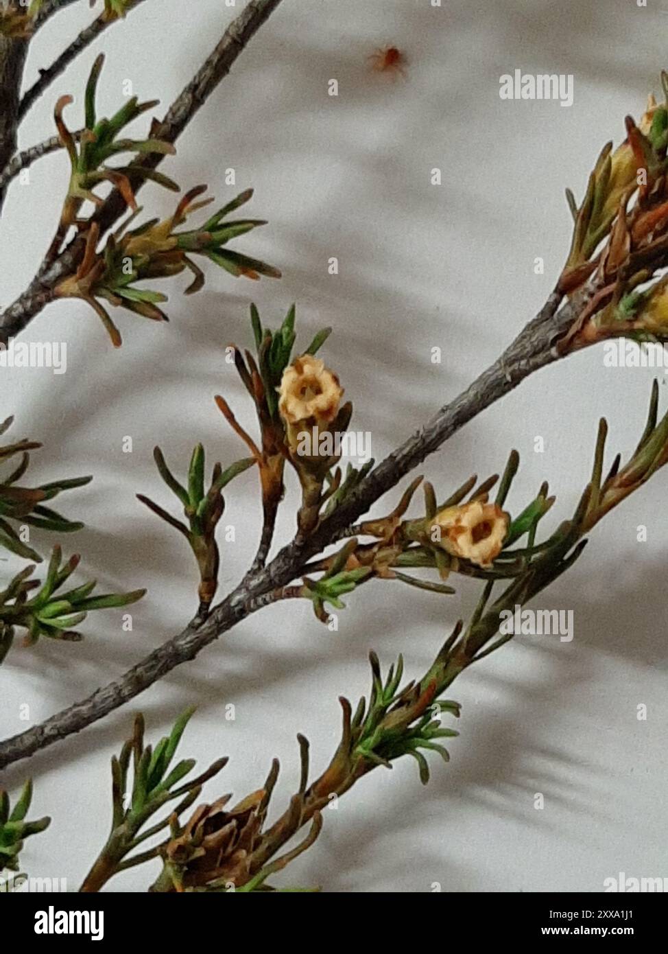 (Dracophyllum pronum) Plantae Stock Photo - Alamy