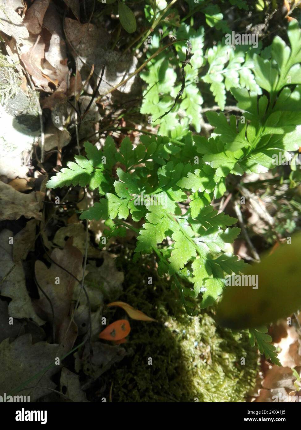 black spleenwort (Asplenium adiantum-nigrum) Plantae Stock Photo - Alamy