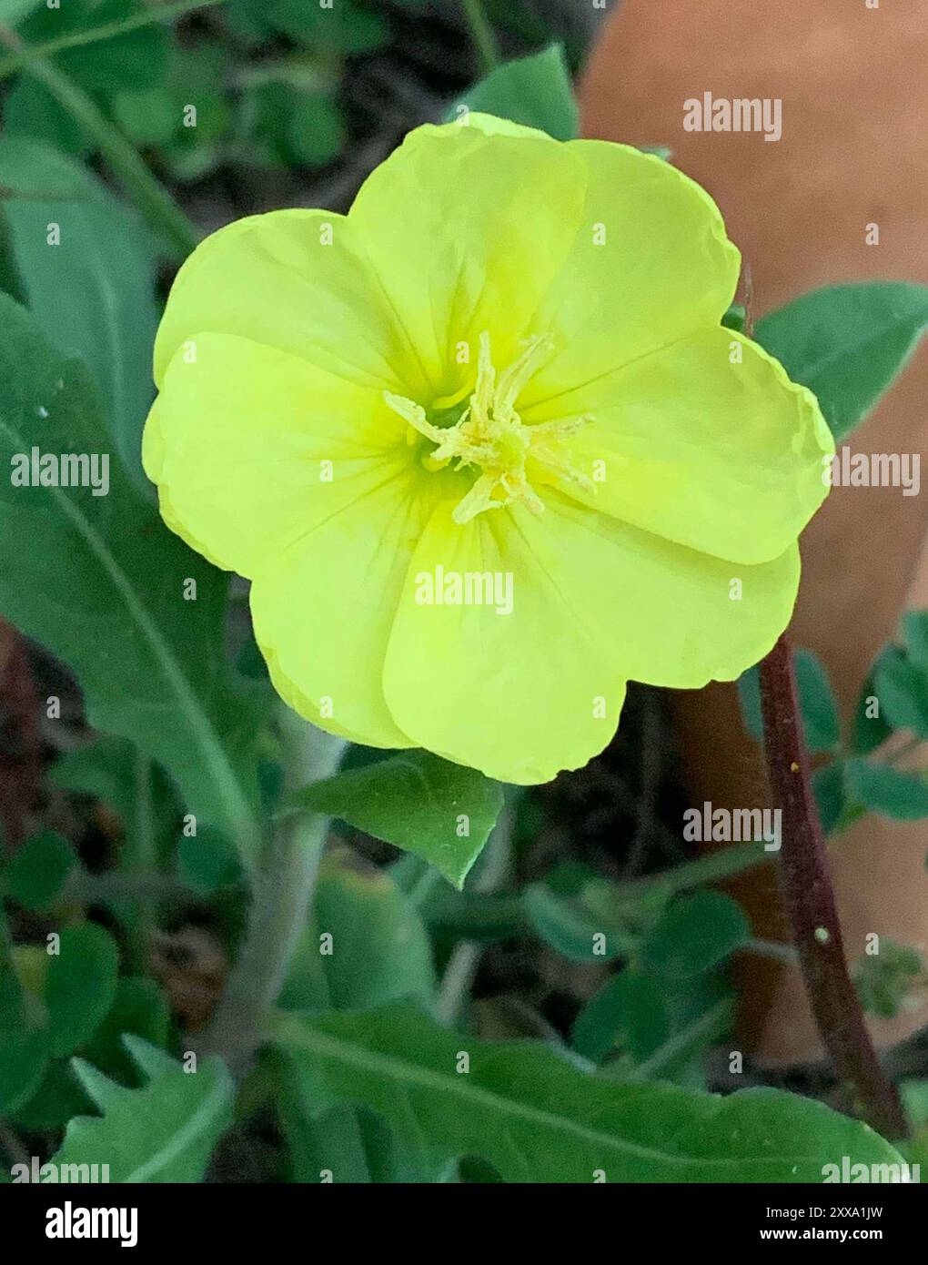 cutleaf evening primrose (Oenothera laciniata) Plantae Stock Photo - Alamy