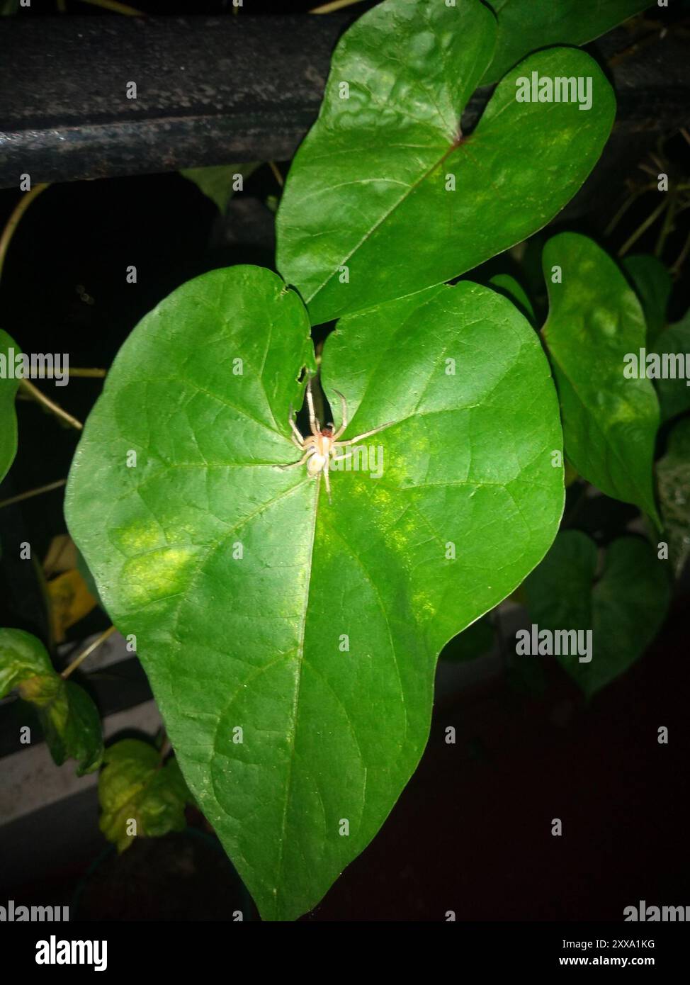 Longlegged Sac Spiders (Cheiracanthium) Arachnida Stock Photo - Alamy