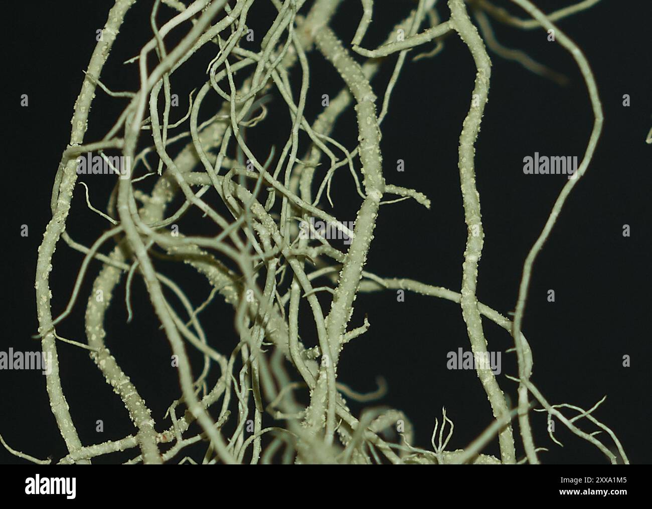Fishbone Beard Lichen (Usnea dasopoga) Fungi Stock Photo - Alamy