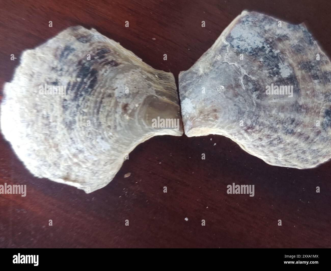 Isognomon oyster hi-res stock photography and images - Alamy