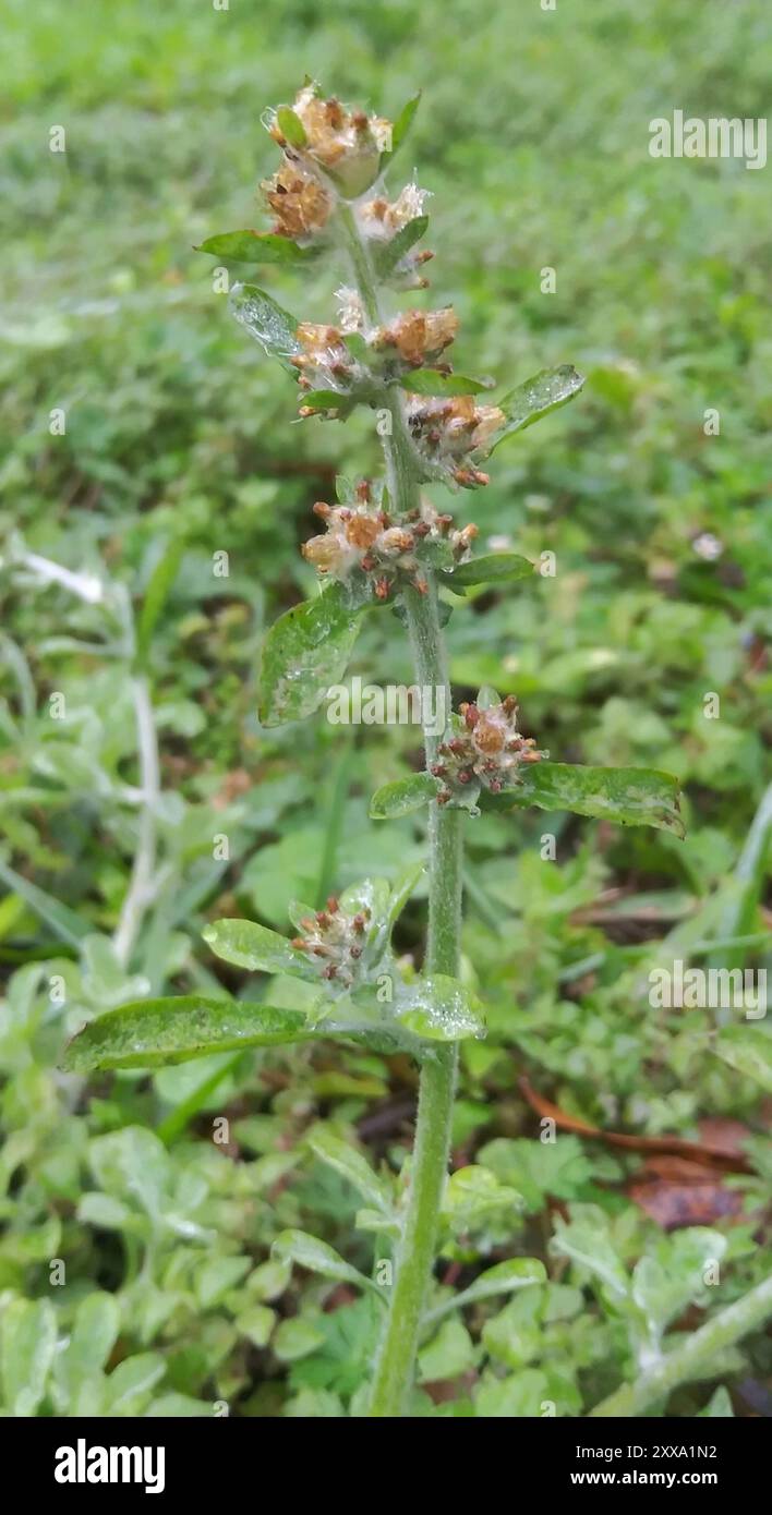 Pennsylvania Cudweed (Gamochaeta pensylvanica) Plantae Stock Photo - Alamy