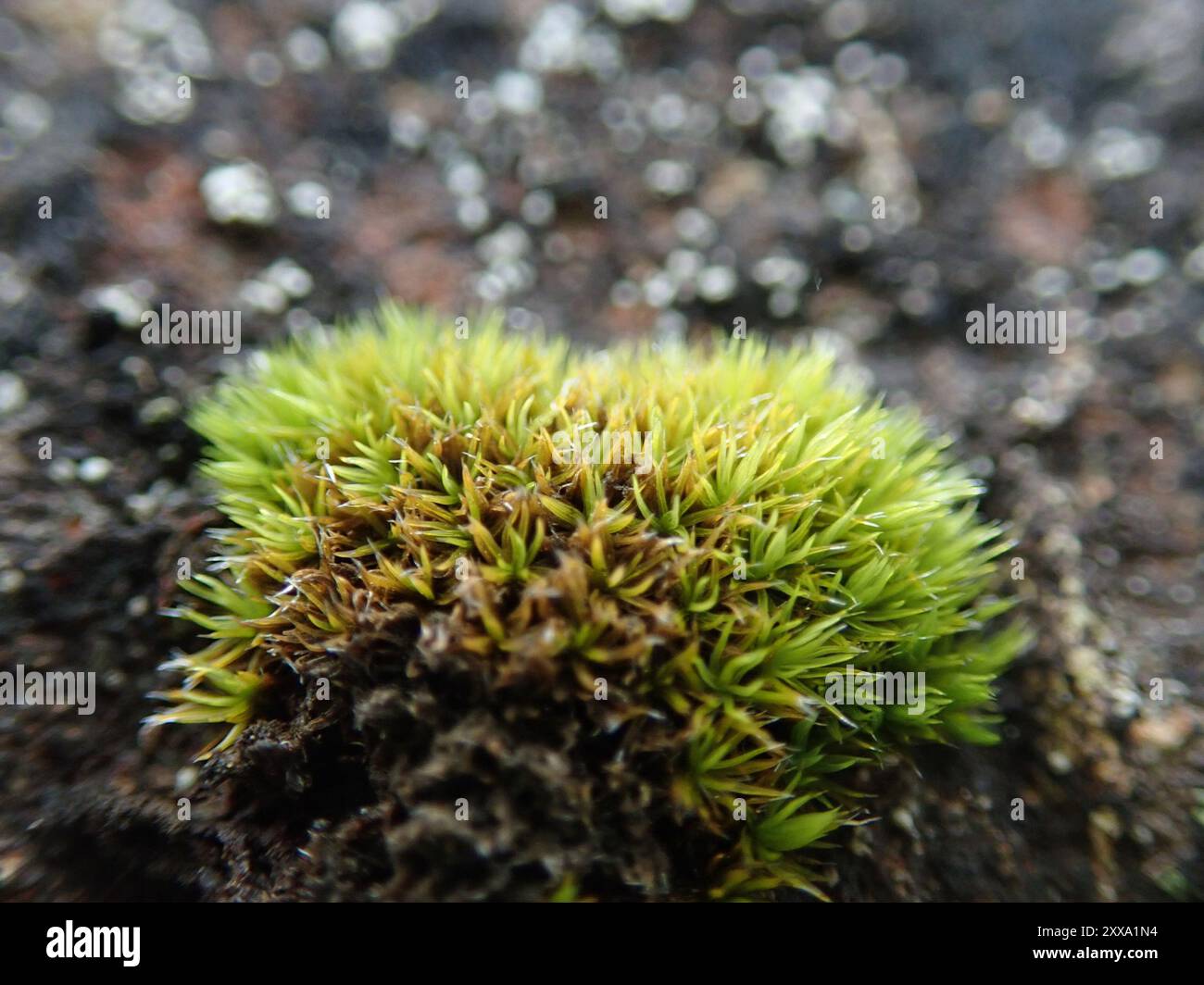 Rock Mosses (Grimmiaceae) Plantae Stock Photo - Alamy