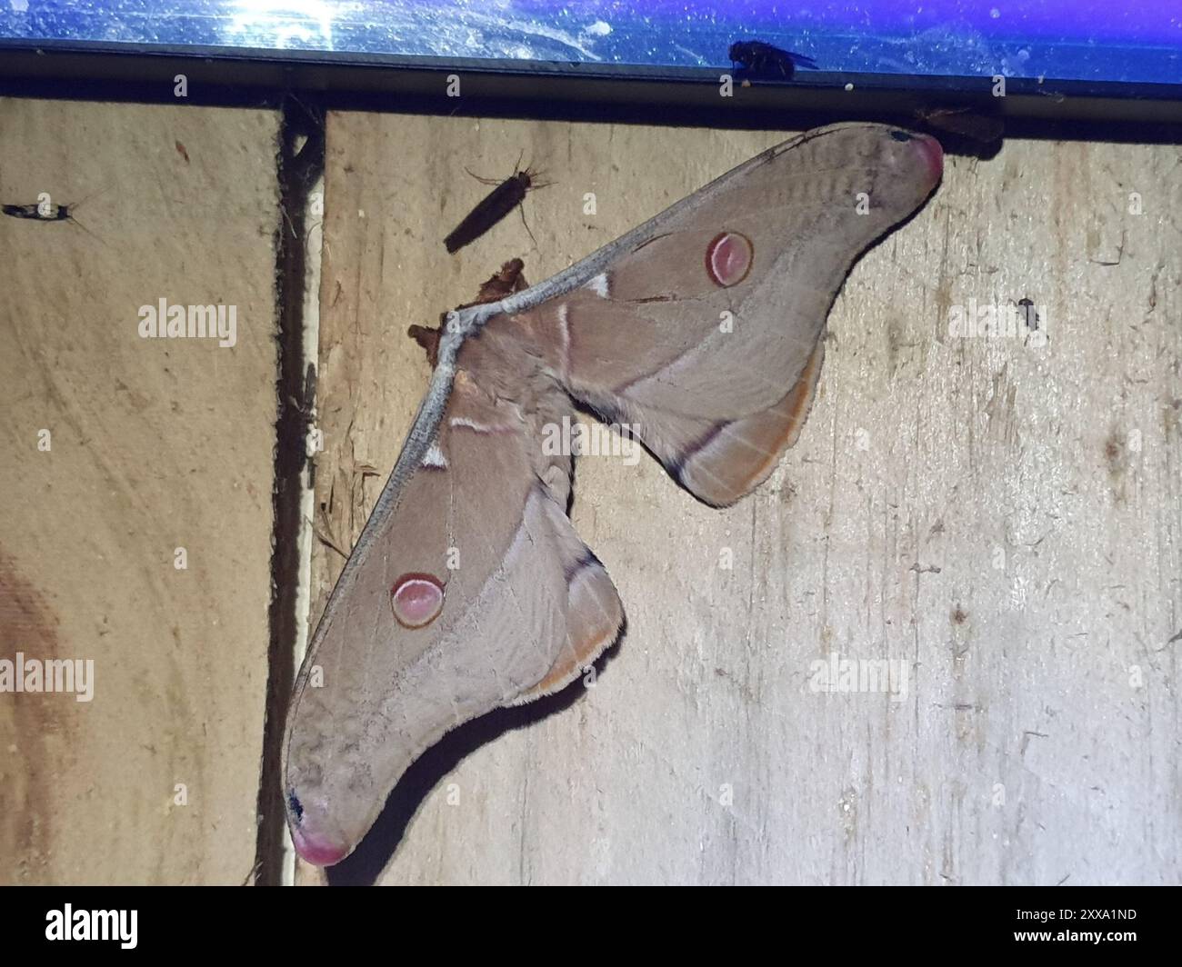 Emperor Gum Moth (Opodiphthera eucalypti) Insecta Stock Photo - Alamy