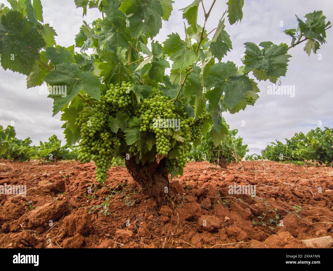 Grapevine clusters hi-res stock photography and images - Alamy