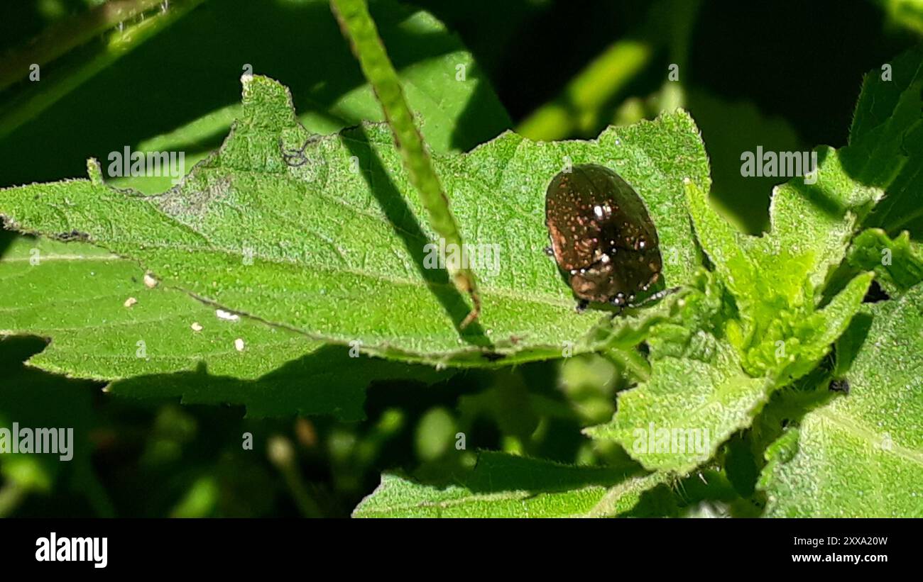 Tortoise and Hispine Beetles (Cassidinae) Insecta Stock Photo - Alamy