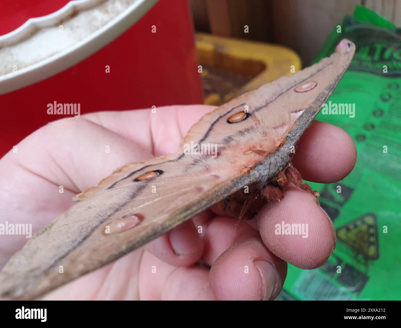 Emperor Gum Moth (Opodiphthera eucalypti) Insecta Stock Photo - Alamy