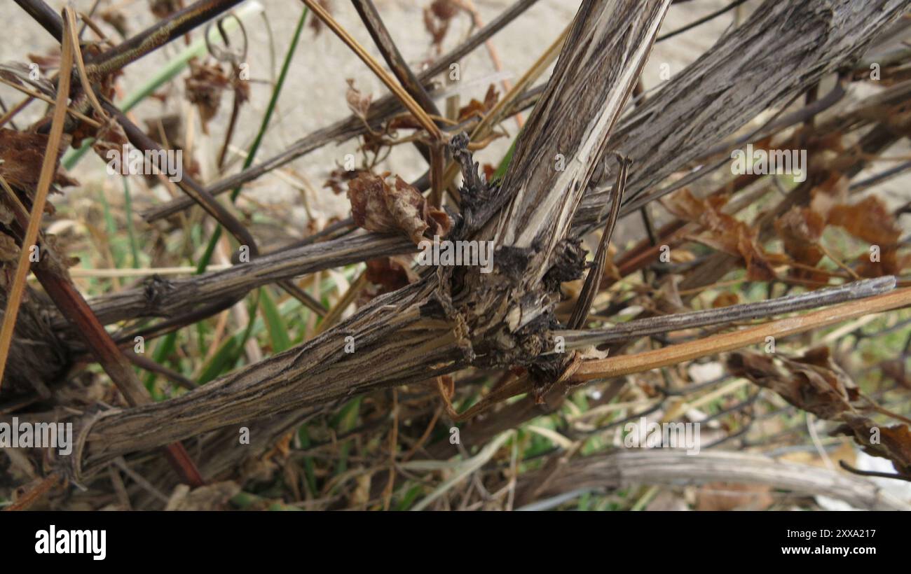 riverbank grape (Vitis riparia) Plantae Stock Photo - Alamy