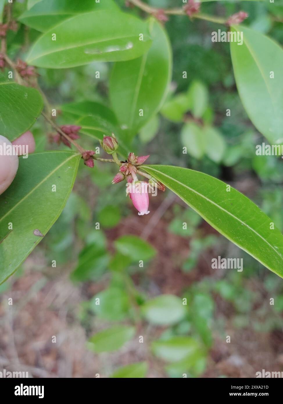 fetterbush lyonia (Lyonia lucida) Plantae Stock Photo - Alamy