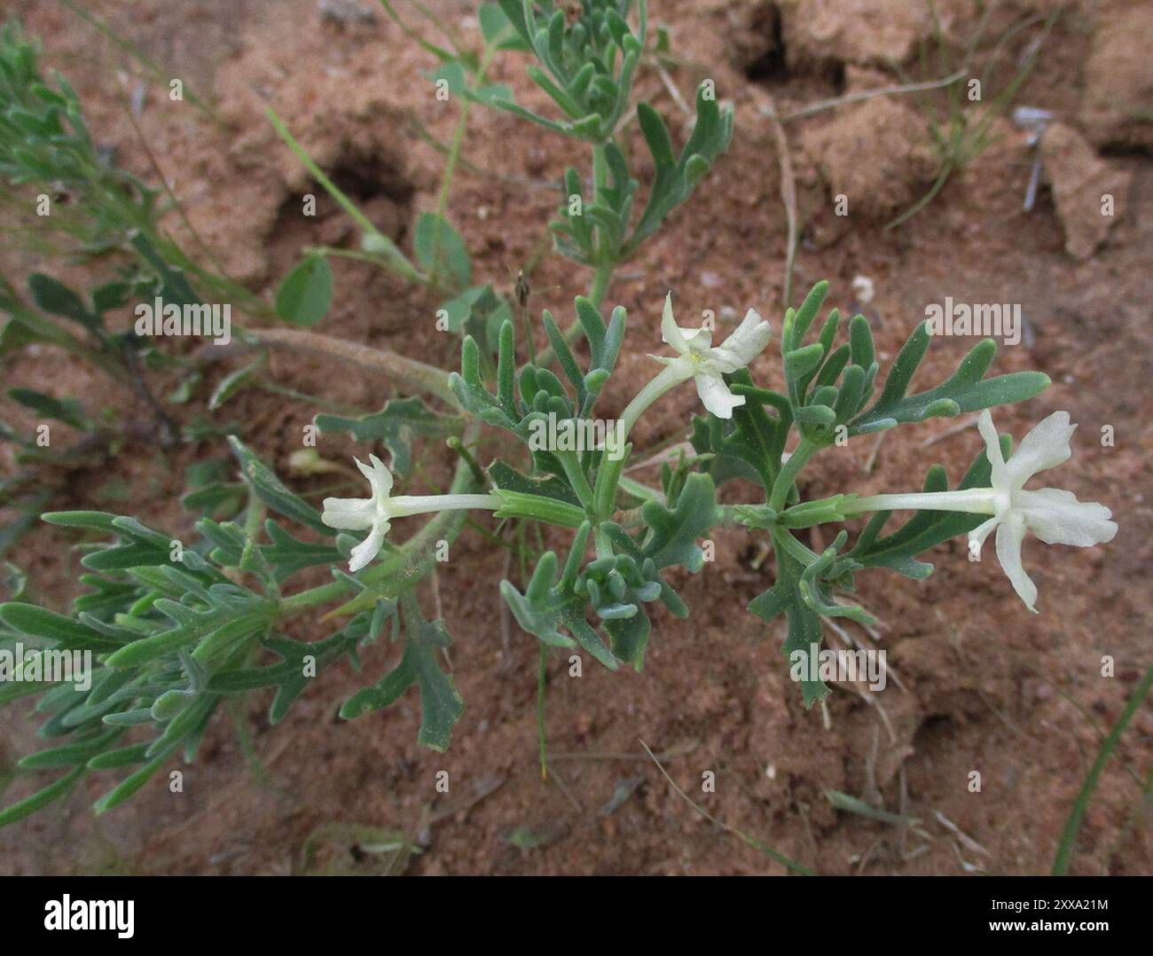 Dainty Trumpets (Chascanum pinnatifidum) Plantae Stock Photo - Alamy