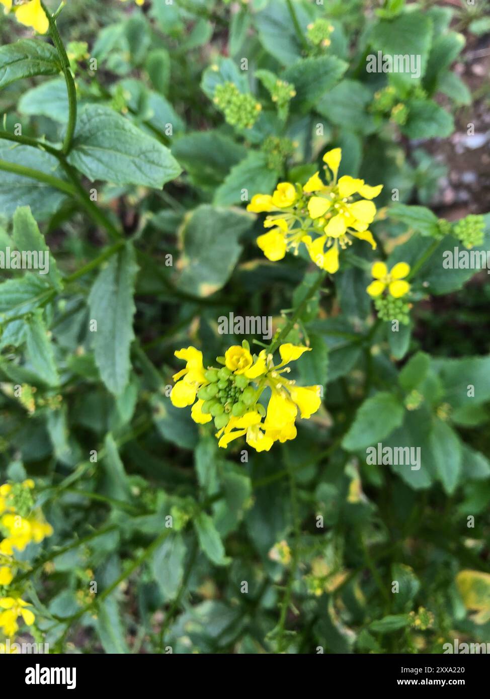 charlock (Mutarda arvensis) Plantae Stock Photo - Alamy
