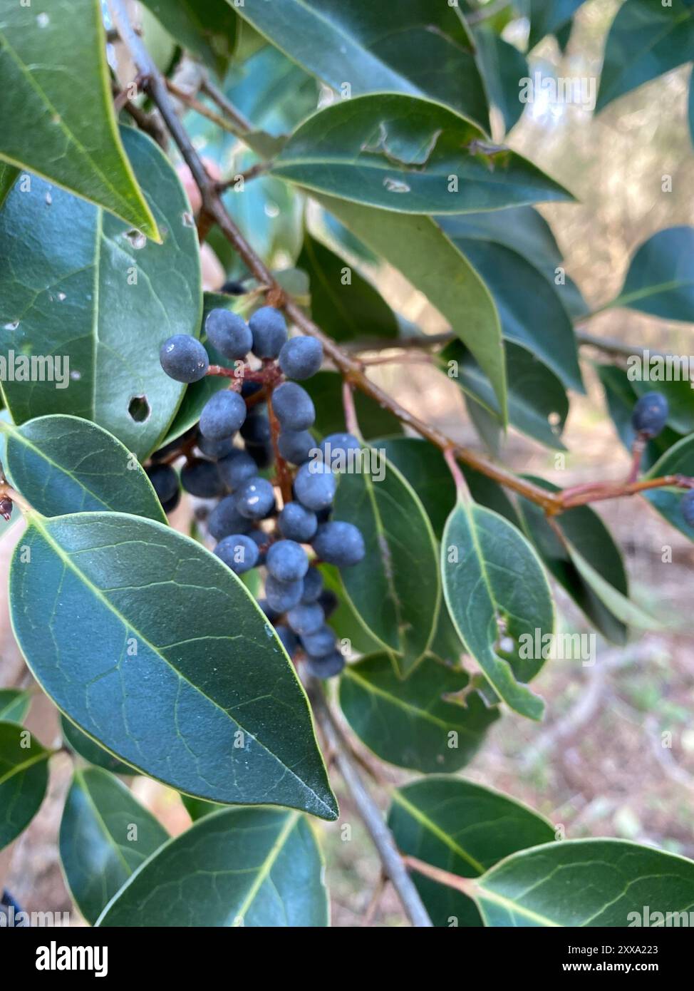 tree privet (Ligustrum lucidum) Plantae Stock Photo - Alamy