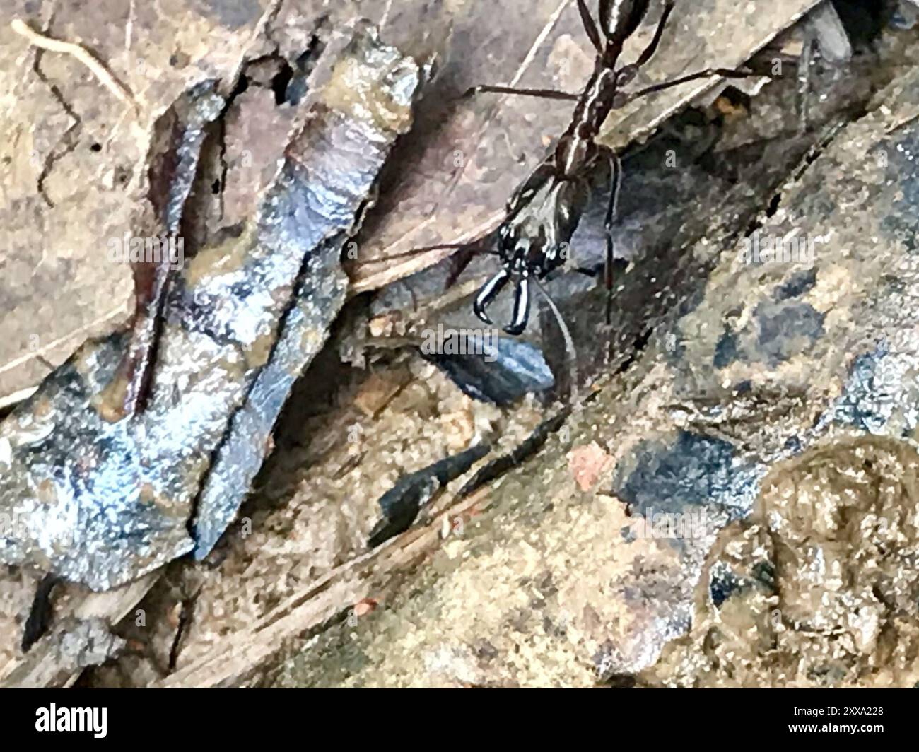 (Odontomachus chelifer) Insecta Stock Photo - Alamy