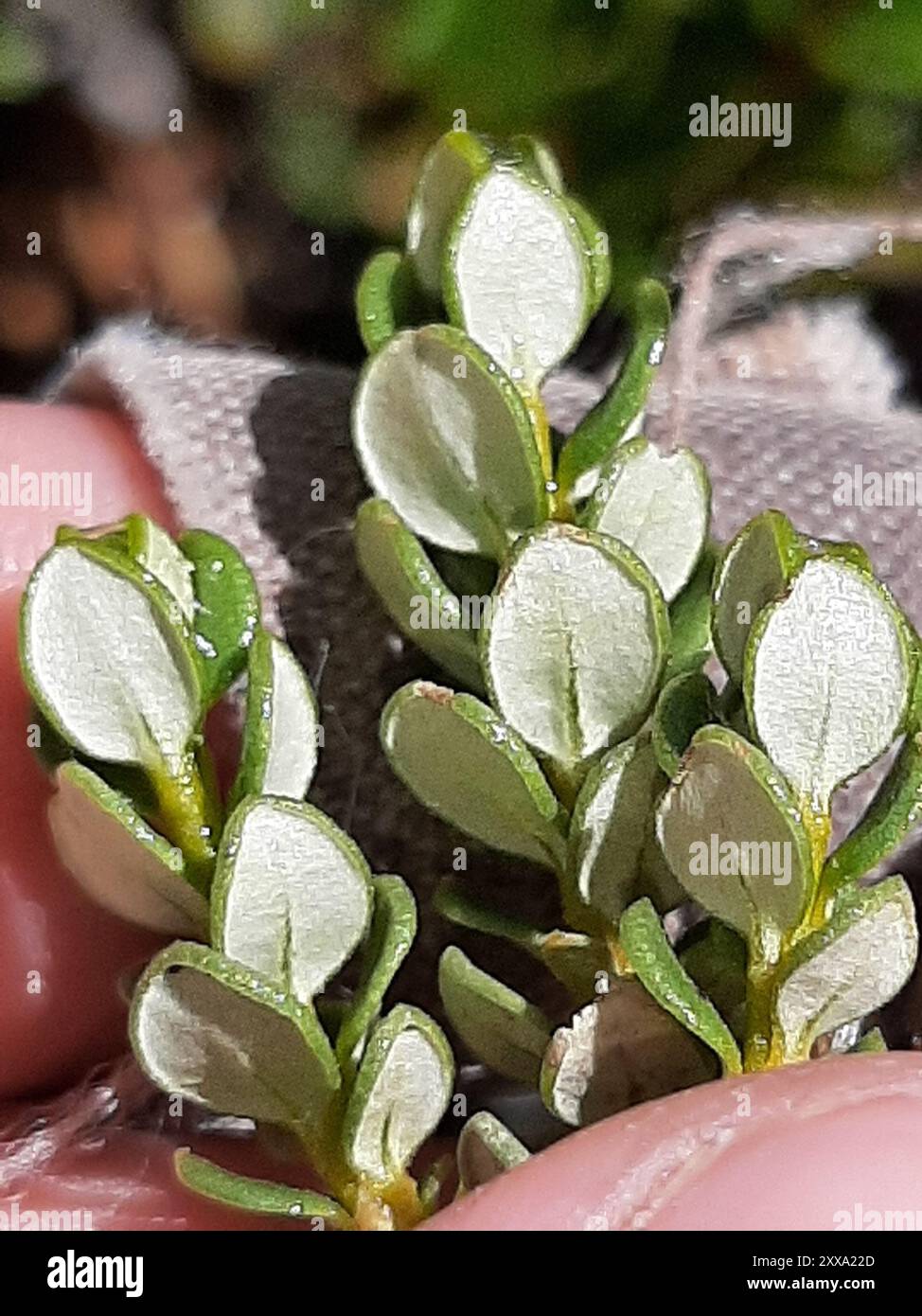 Nummulariifolia hi-res stock photography and images - Alamy