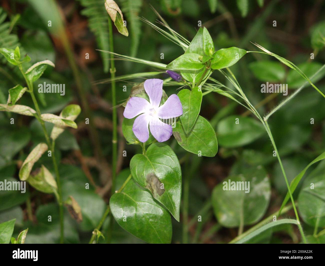 greater periwinkle (Vinca major) Plantae Stock Photo - Alamy