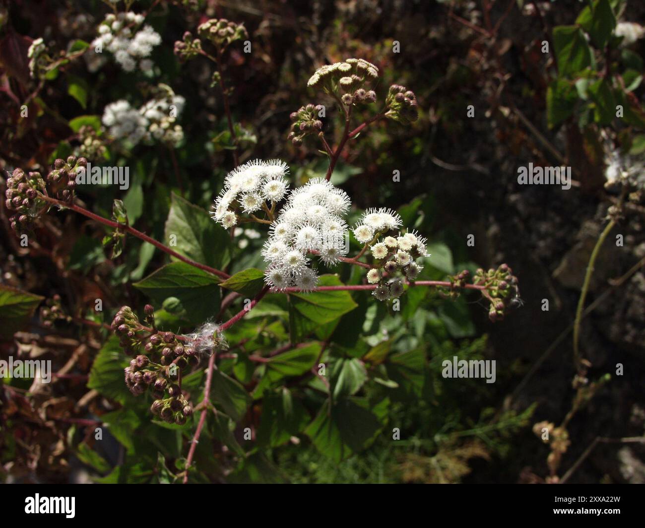 Crofton Weed (Ageratina adenophora) Plantae Stock Photo - Alamy