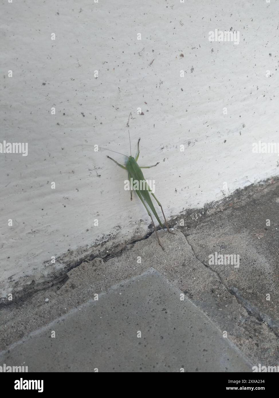 Common Coneheads (Neoconocephalus) Insecta Stock Photo - Alamy