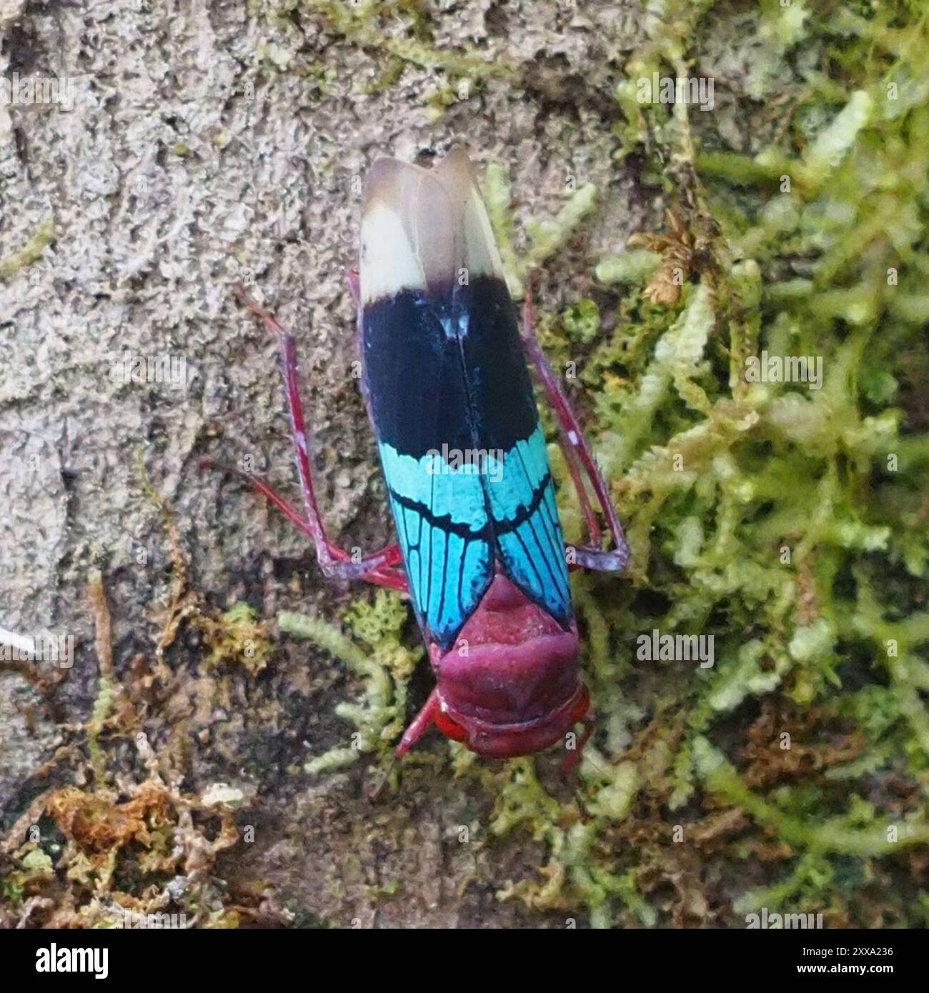 (Amblyscarta opulenta) Insecta Stock Photo - Alamy