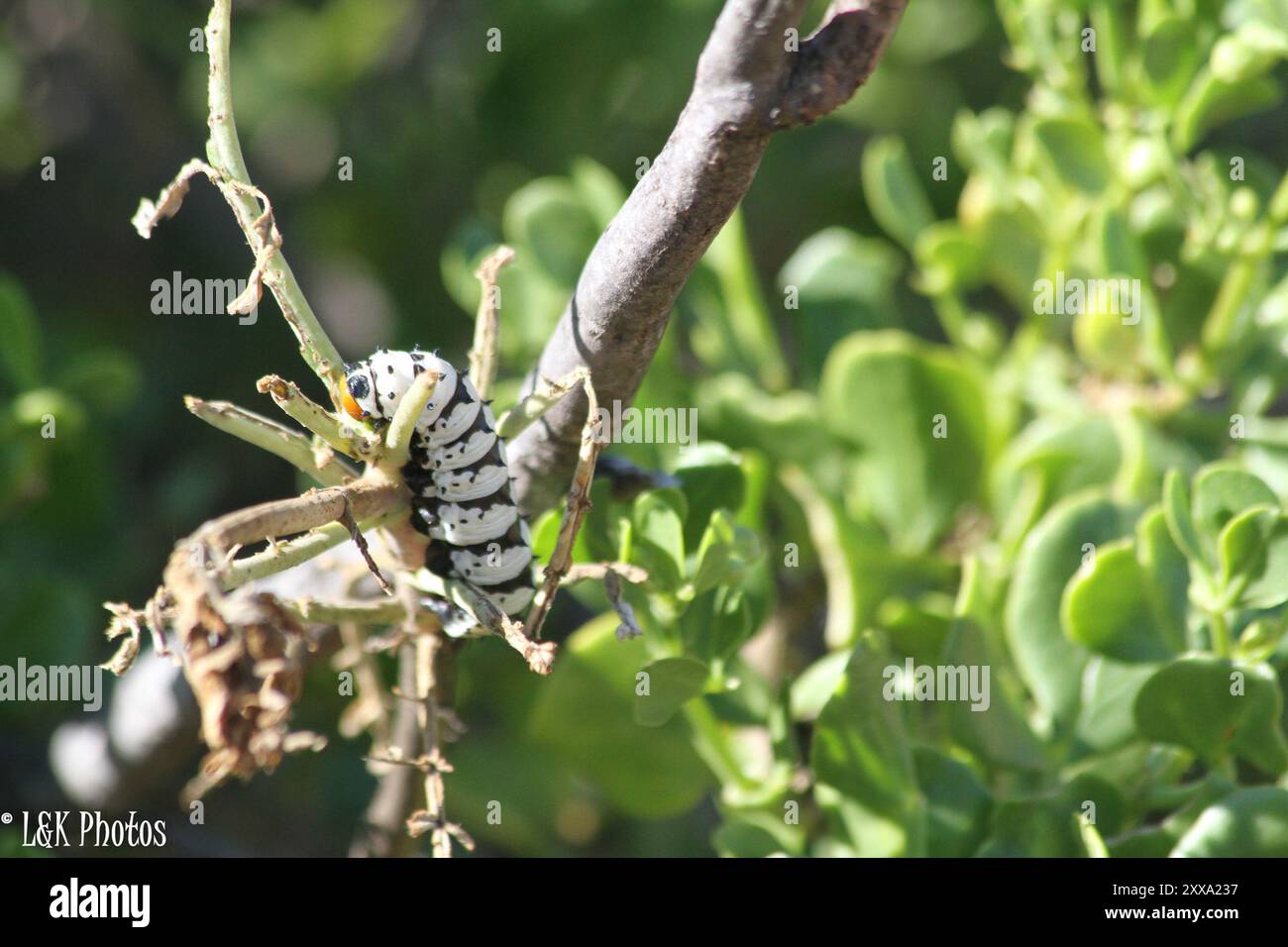 Roseate Emperor (Eochroa trimenii) Insecta Stock Photo - Alamy