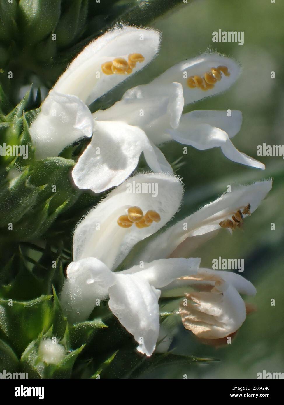 Chinese motherwort (Leonurus japonicus) Plantae Stock Photo - Alamy