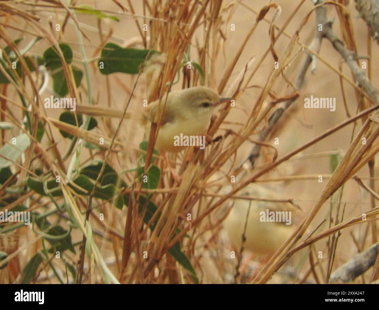 Tawny-flanked Prinia (Prinia subflava) Aves Stock Photo - Alamy
