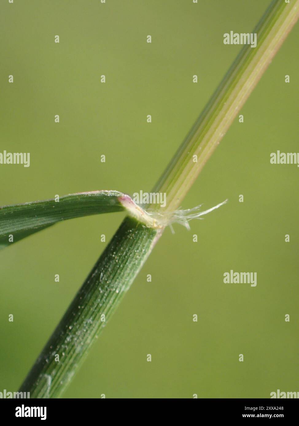 Bermuda grass (Cynodon dactylon) Plantae Stock Photo - Alamy