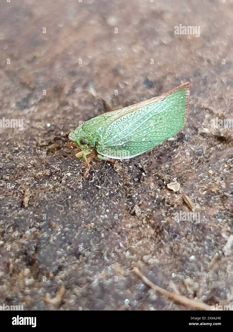 Torpedo Bug (Siphanta acuta) Insecta Stock Photo - Alamy
