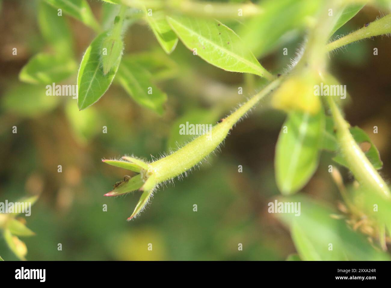 floating primrose-willow (Ludwigia peploides) Plantae Stock Photo - Alamy