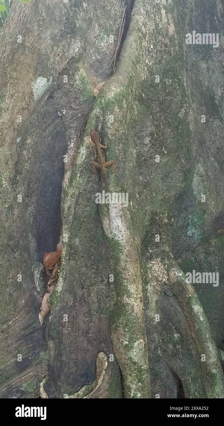 Anolis oculatus hi-res stock photography and images - Alamy