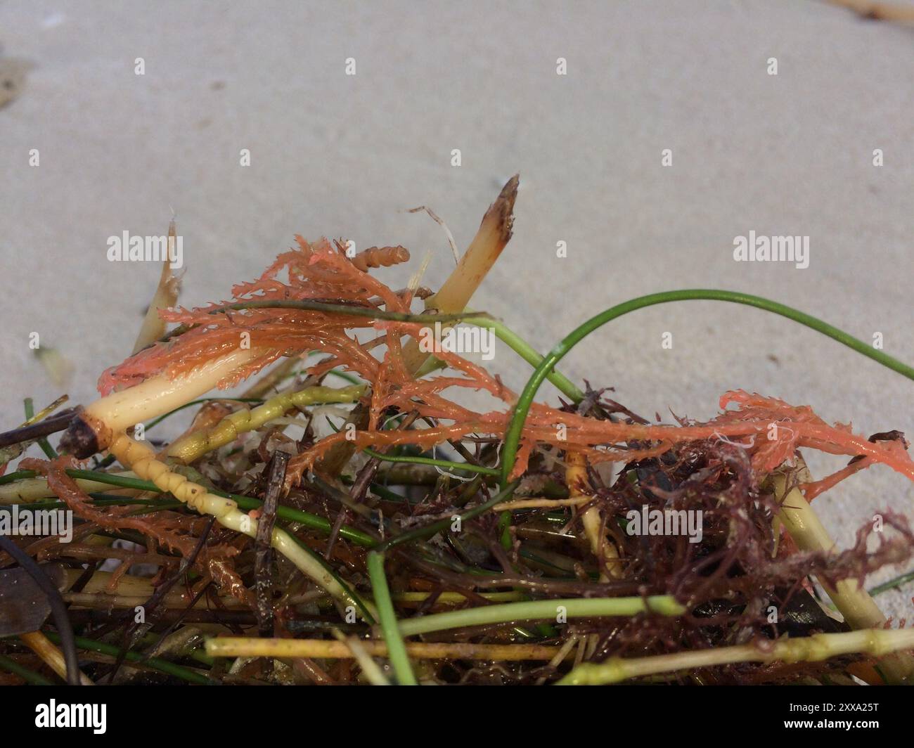 red algae (Rhodophyta) Plantae Stock Photo - Alamy
