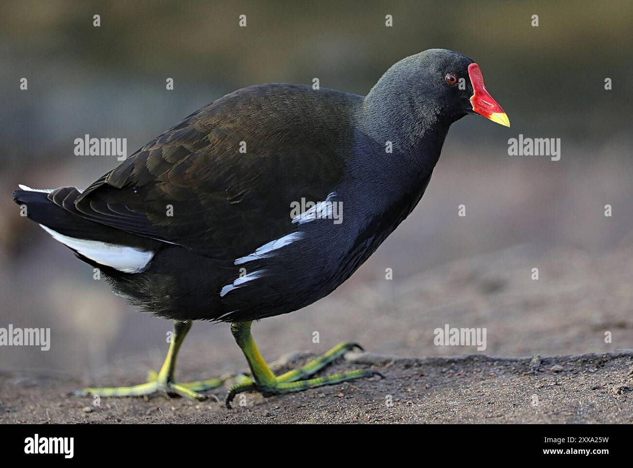 Common Moorhen (Gallinula chloropus) Aves Stock Photo - Alamy