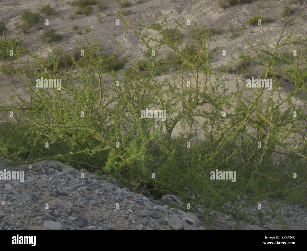 palo brea (Parkinsonia praecox) Plantae Stock Photo - Alamy